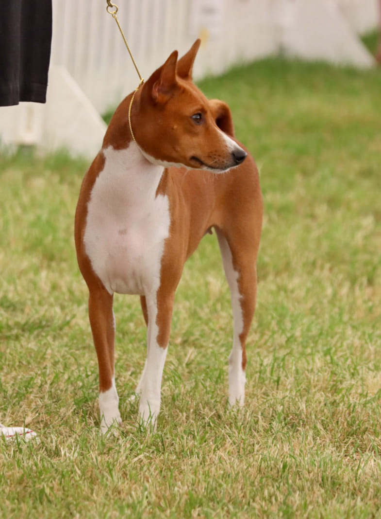 Windsor Championship Dog Show